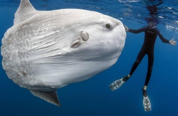 Os peixes-lua são cada vez mais vistos no litoral britânico - Jovem Online