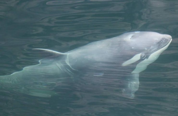 Baleia Orca albina extremamente rara é vista no Alasca - Jovem Online