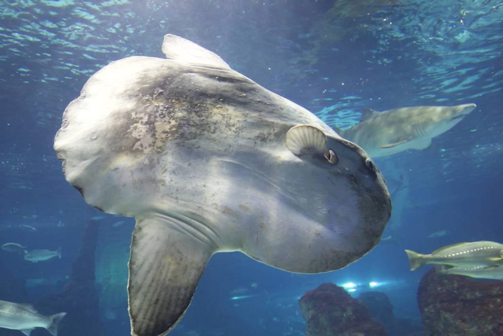 Os peixes-lua são cada vez mais vistos no litoral britânico - Jovem Online